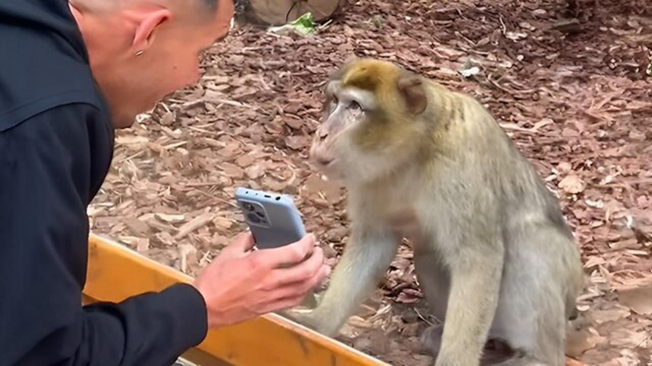 Monkeys Reacting to Magic For The First Time! - One News Page VIDEO