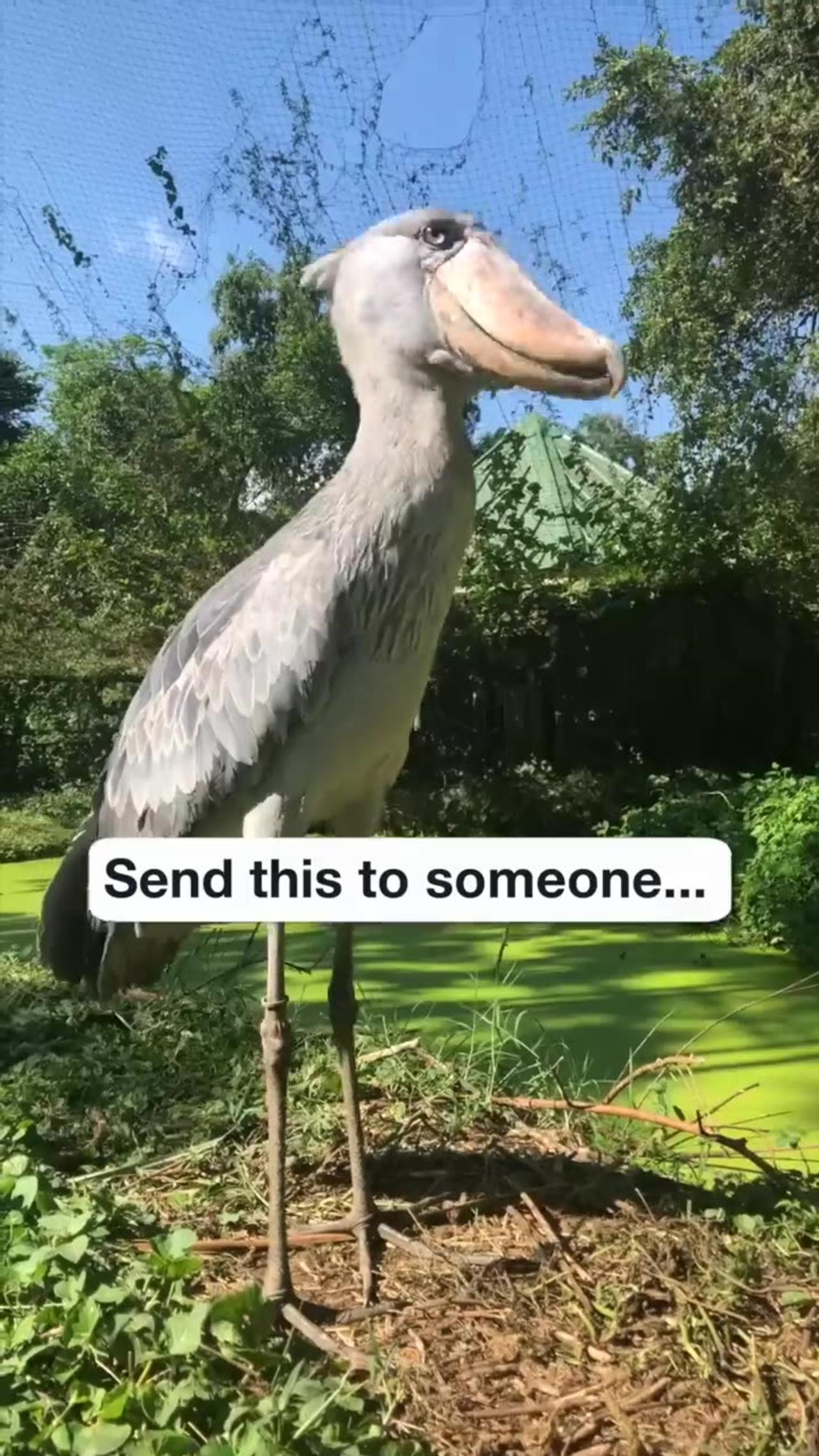 THIS IS THE SHOEBILL STORK! - One News Page VIDEO