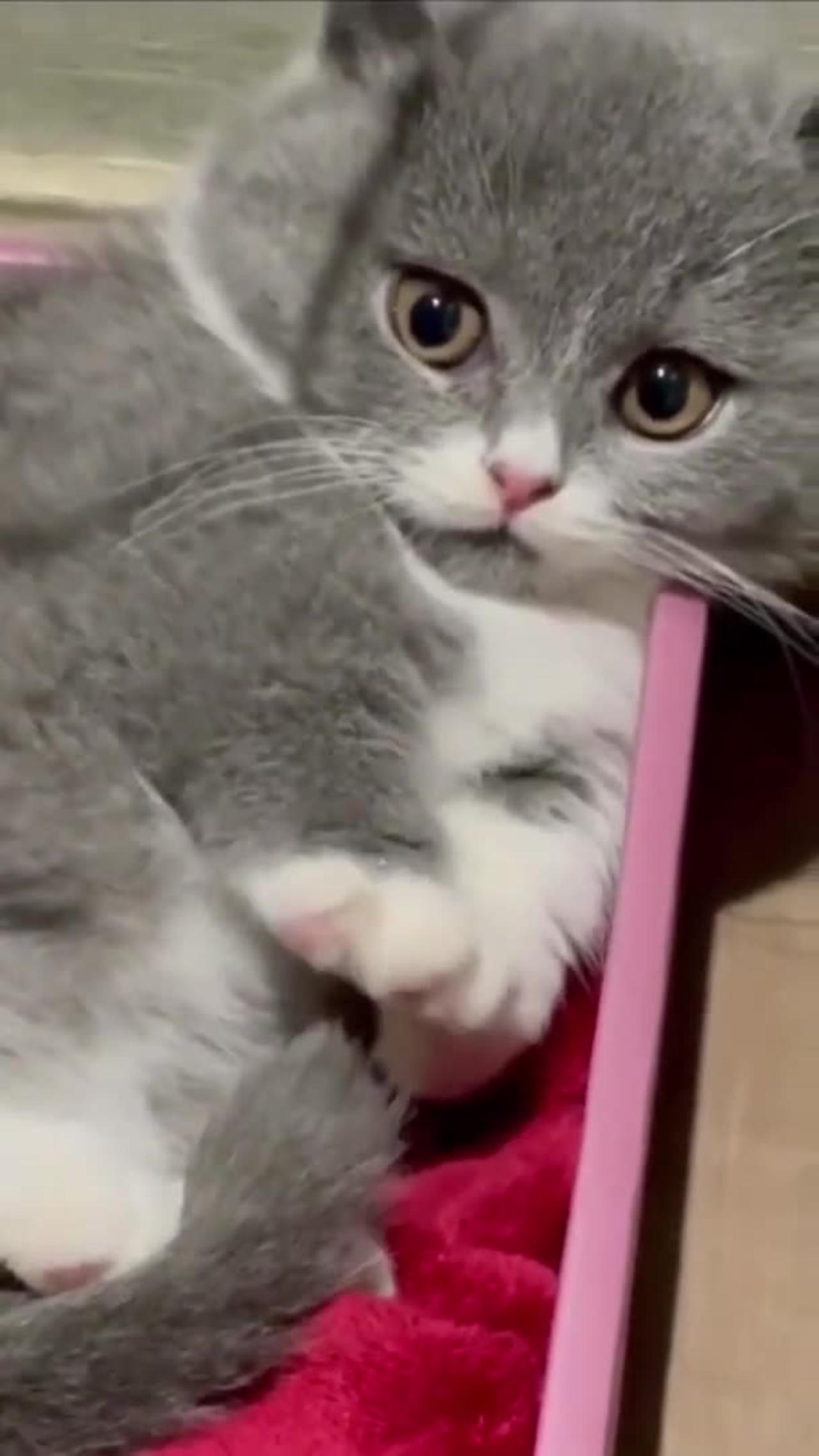 very funny cat you ever seen before - One News Page VIDEO
