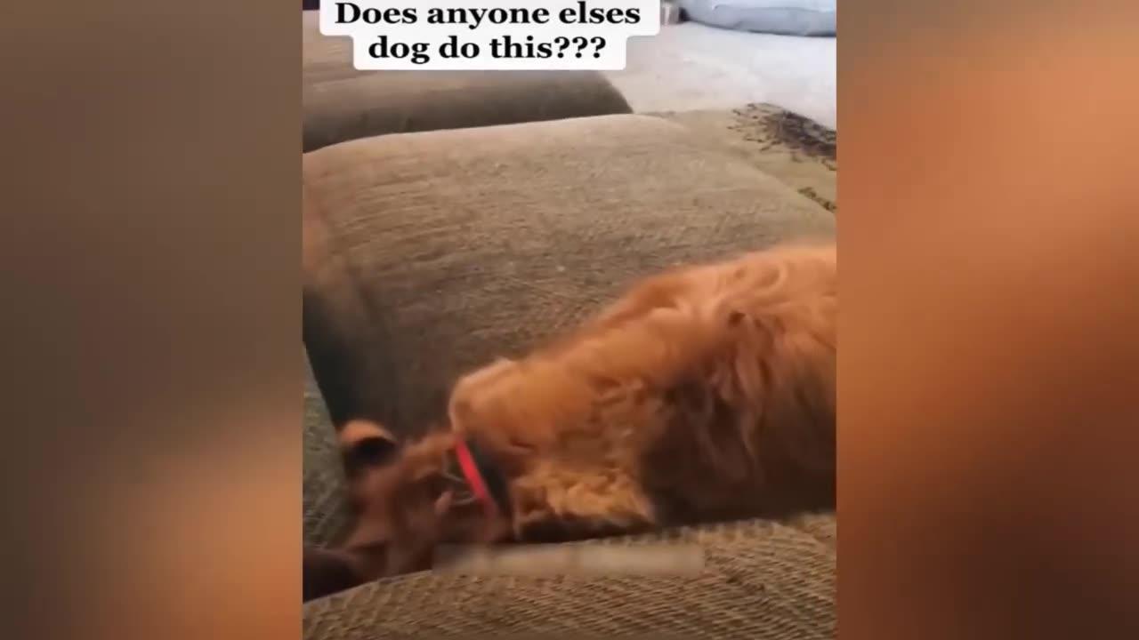 Funny movements of Animal Videos 2023 -Funniest - One News Page VIDEO