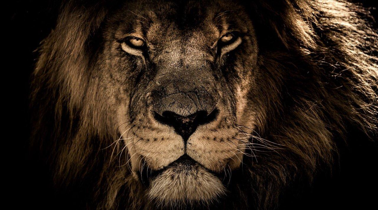 Lion Mentality Motivational Video One News Page Video