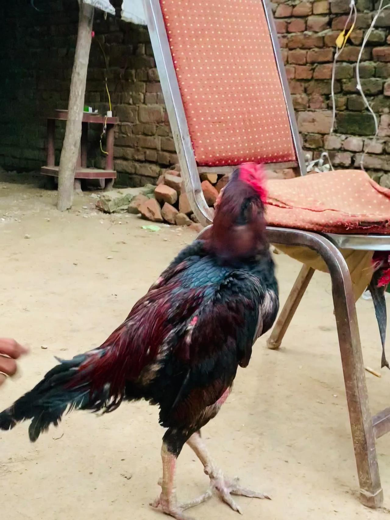 This roaster is the most expensive one - One News Page VIDEO