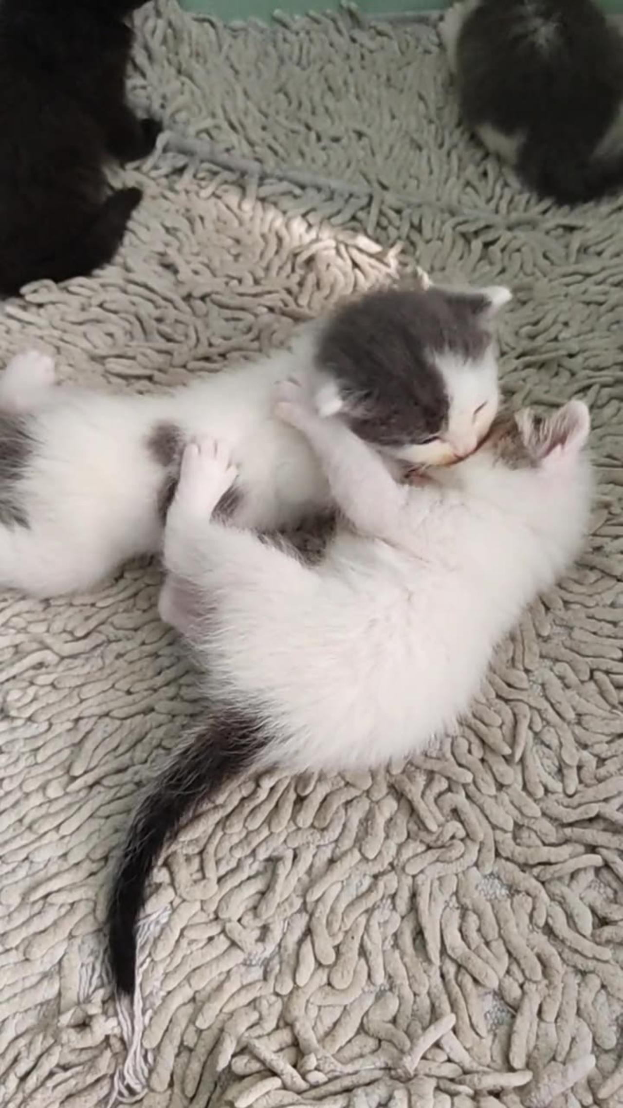 Cute Cats Compilation One News Page Video