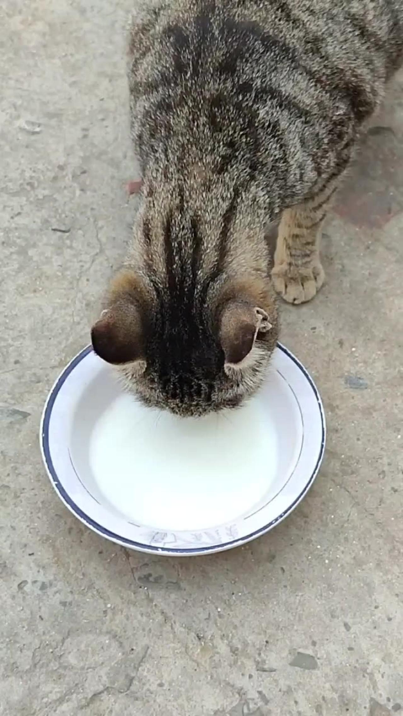 Feed poor animals as well as birds - One News Page VIDEO
