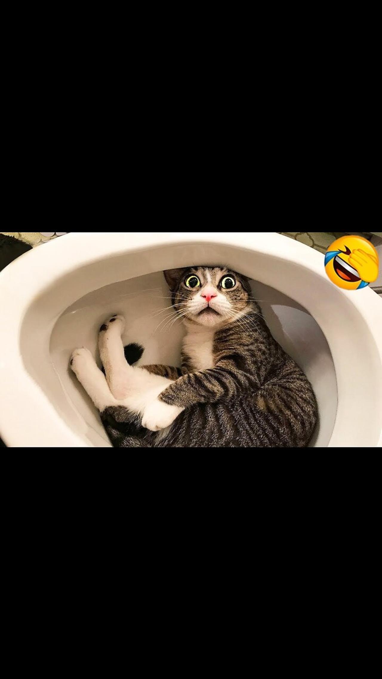 MEOW~ So Funny! Funniest Cats - One News Page VIDEO