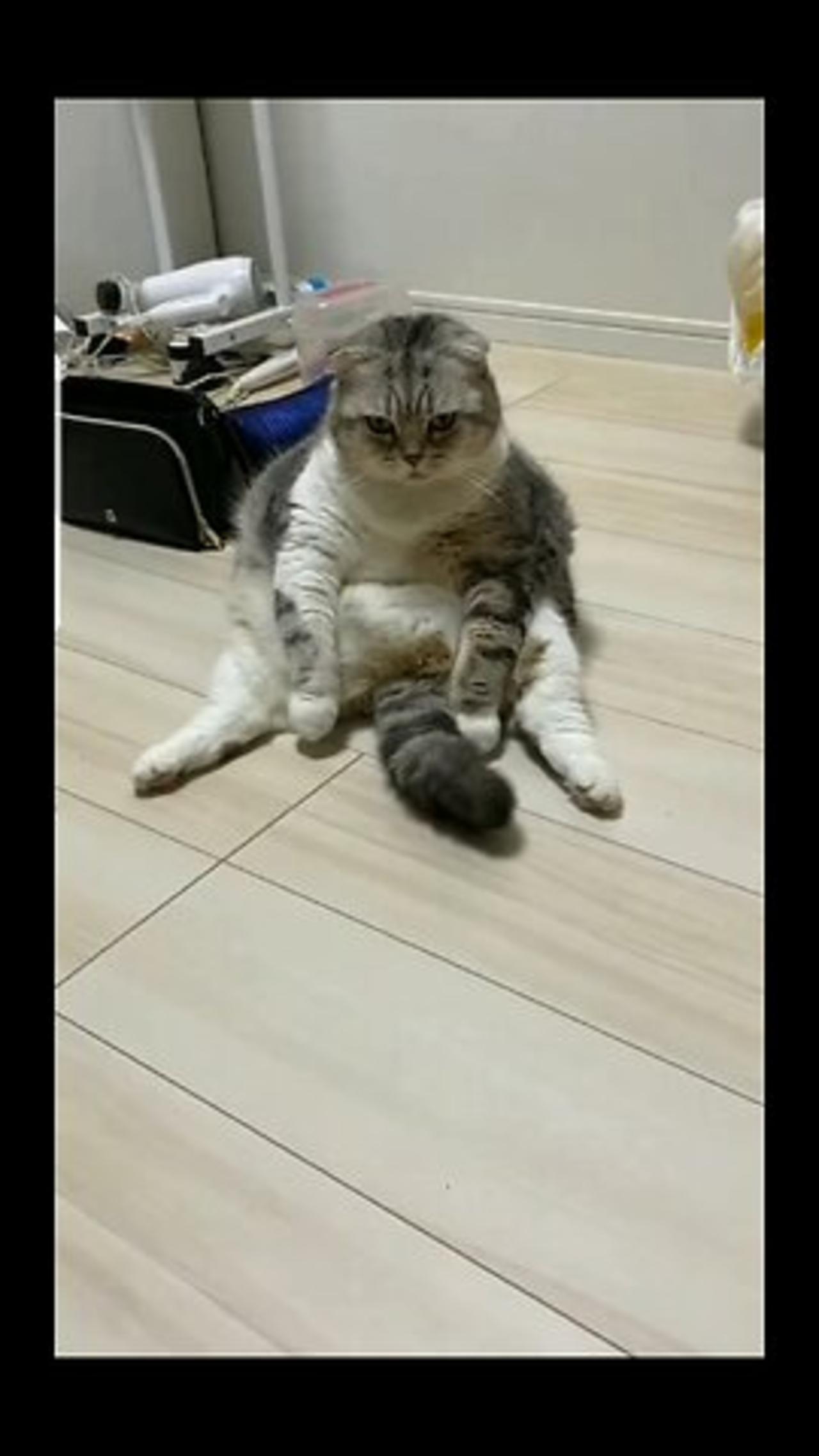A cat acting like a human. - One News Page VIDEO
