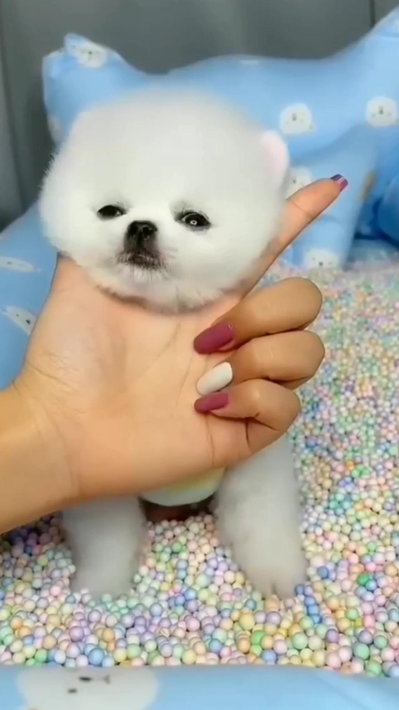 Cute Puppies Dogs | Puppies lover - One News Page VIDEO