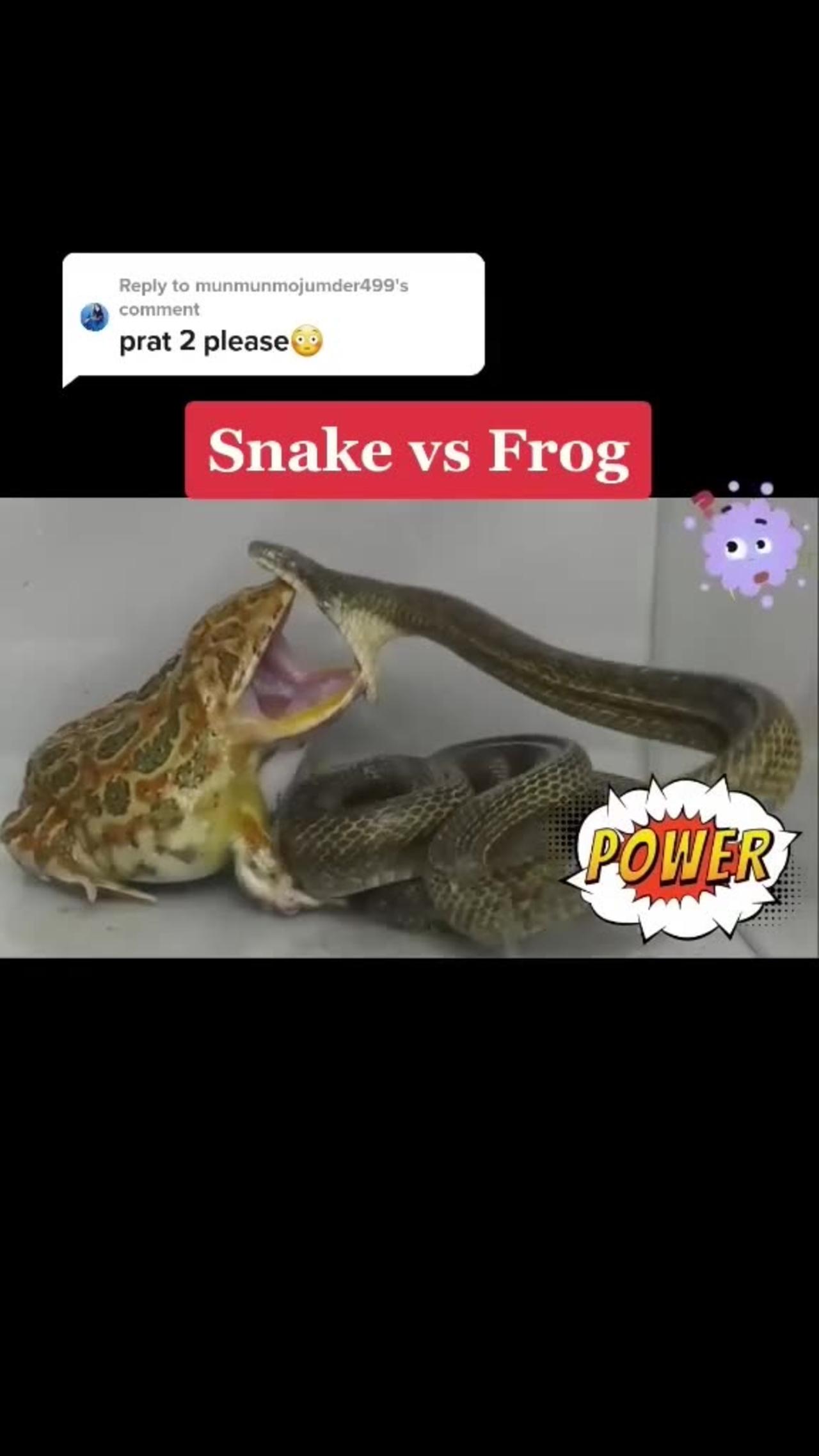 🐸 #frog vs 🐍 #snake #fight #reptiles - One News Page VIDEO