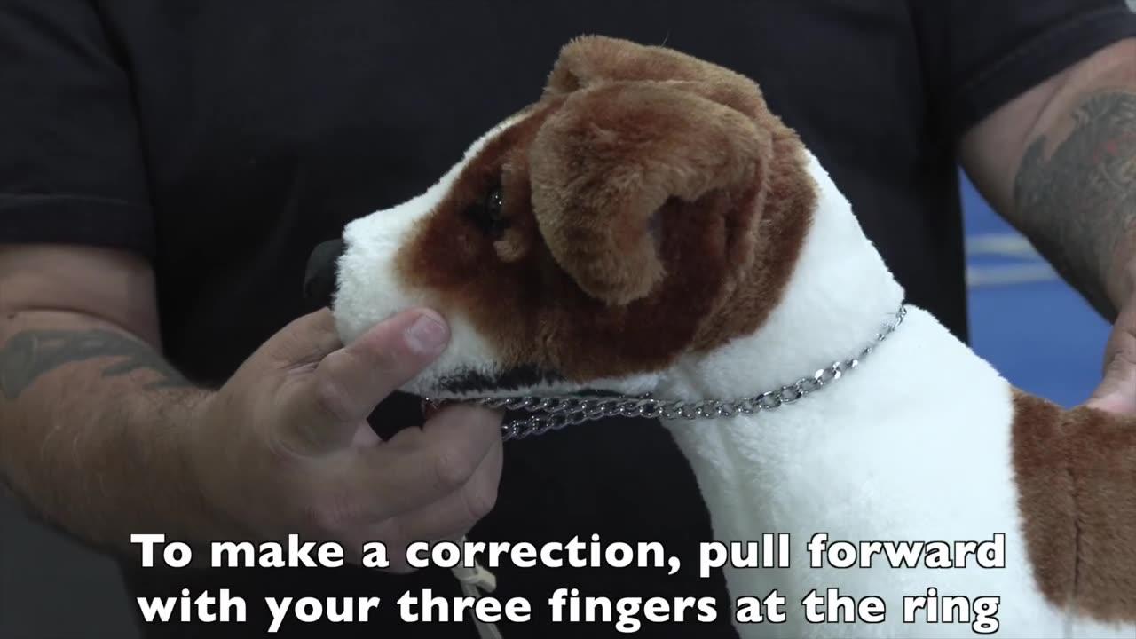 Hand stacking shows dog with Eric salas - One News Page VIDEO