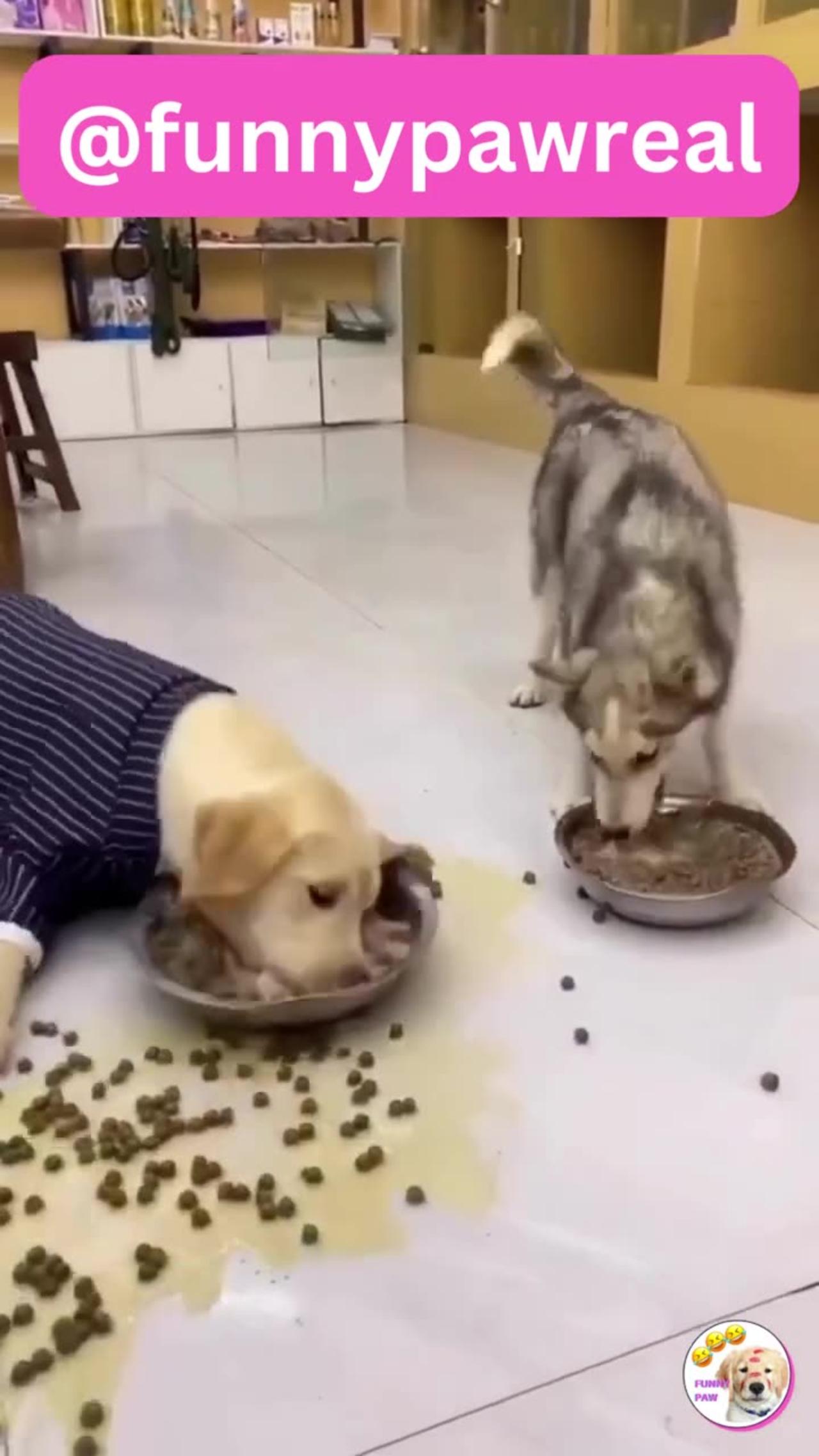 Funny Animal Videos 2023 _ Funniest Cats And - One News Page VIDEO