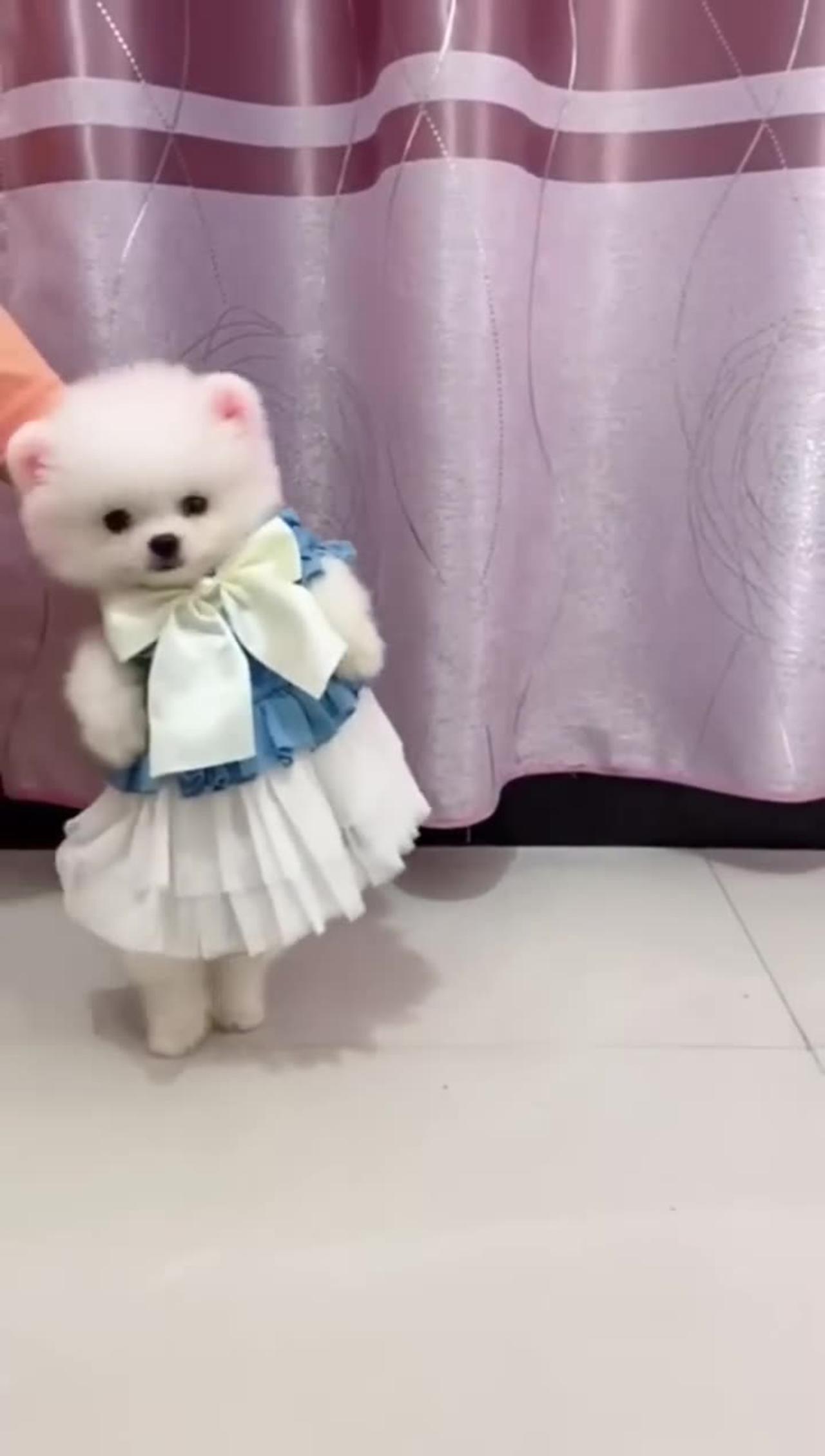 Cute Pomerian dog with white dress - One News Page VIDEO