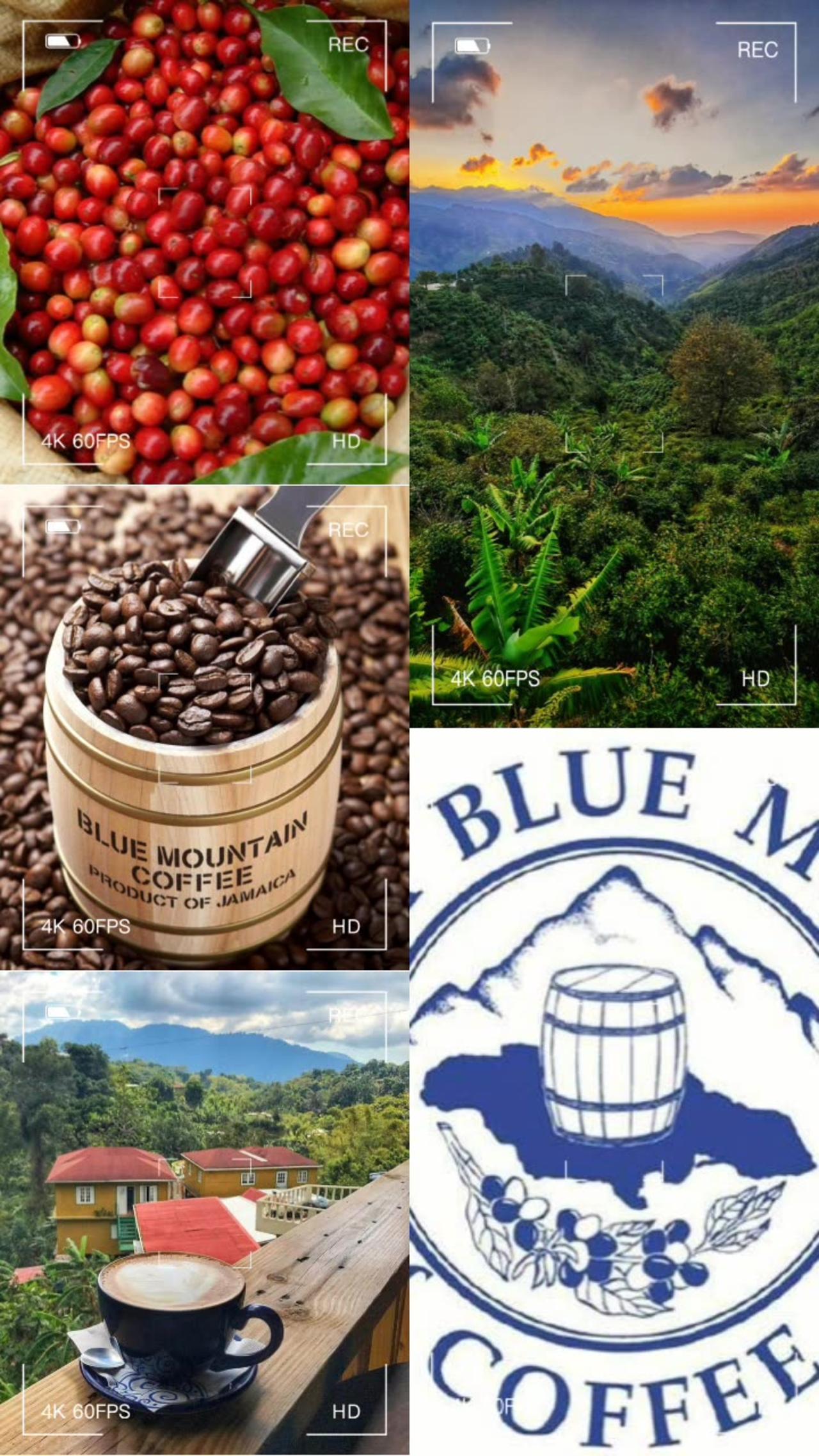 Jamica famous coeffee blue - One News Page VIDEO