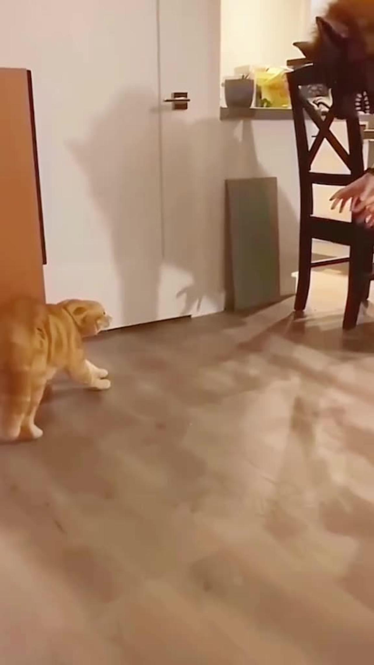 These animals got me cracking up - One News Page VIDEO