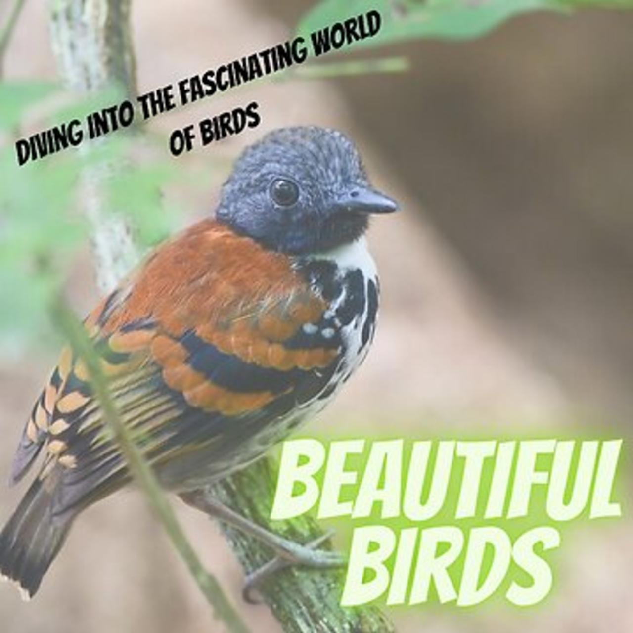 Diving Into Fascinating World of Beautiful Birds - One News Page VIDEO