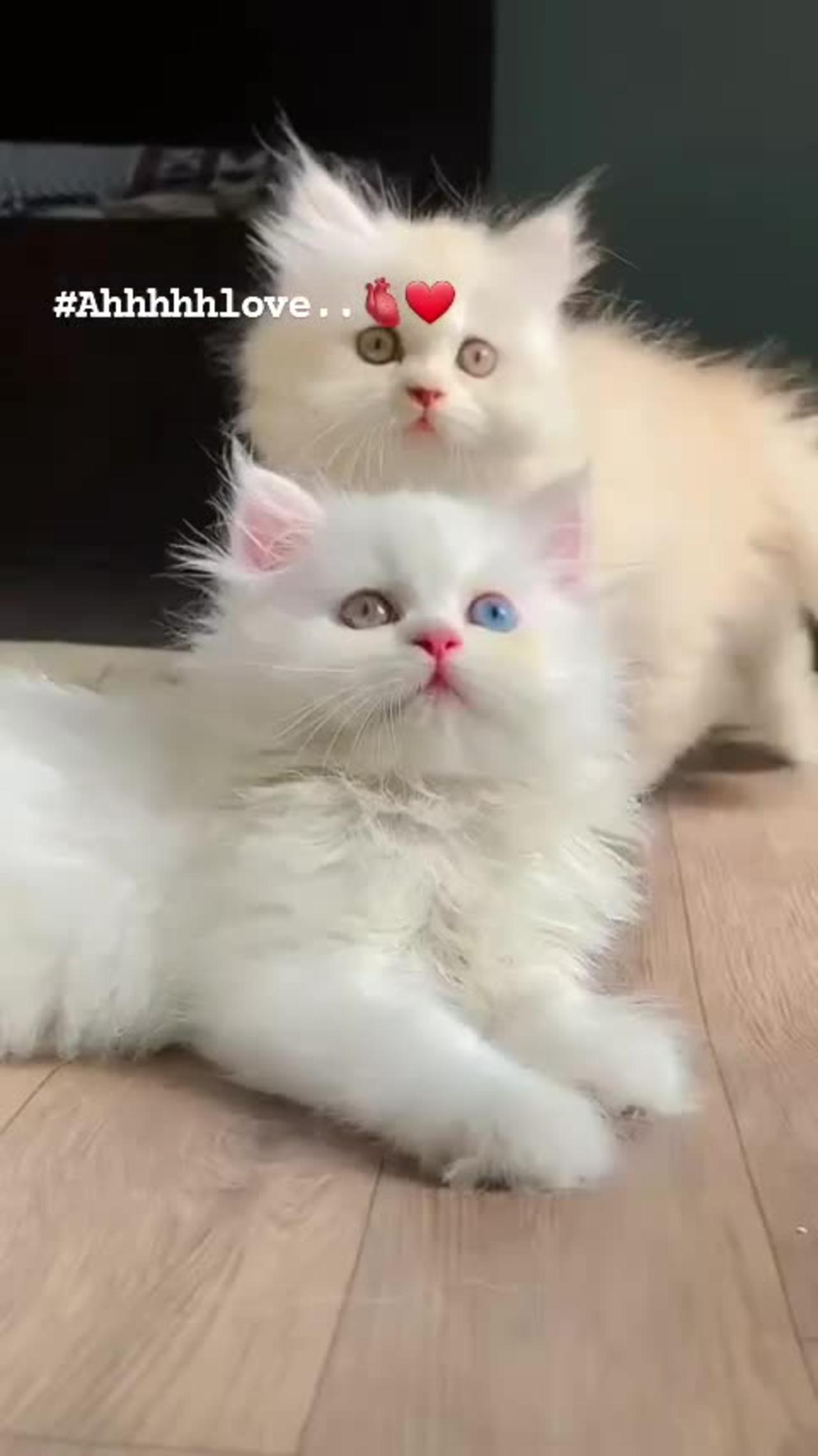 Beautiful pershian cat🐱 - One News Page VIDEO