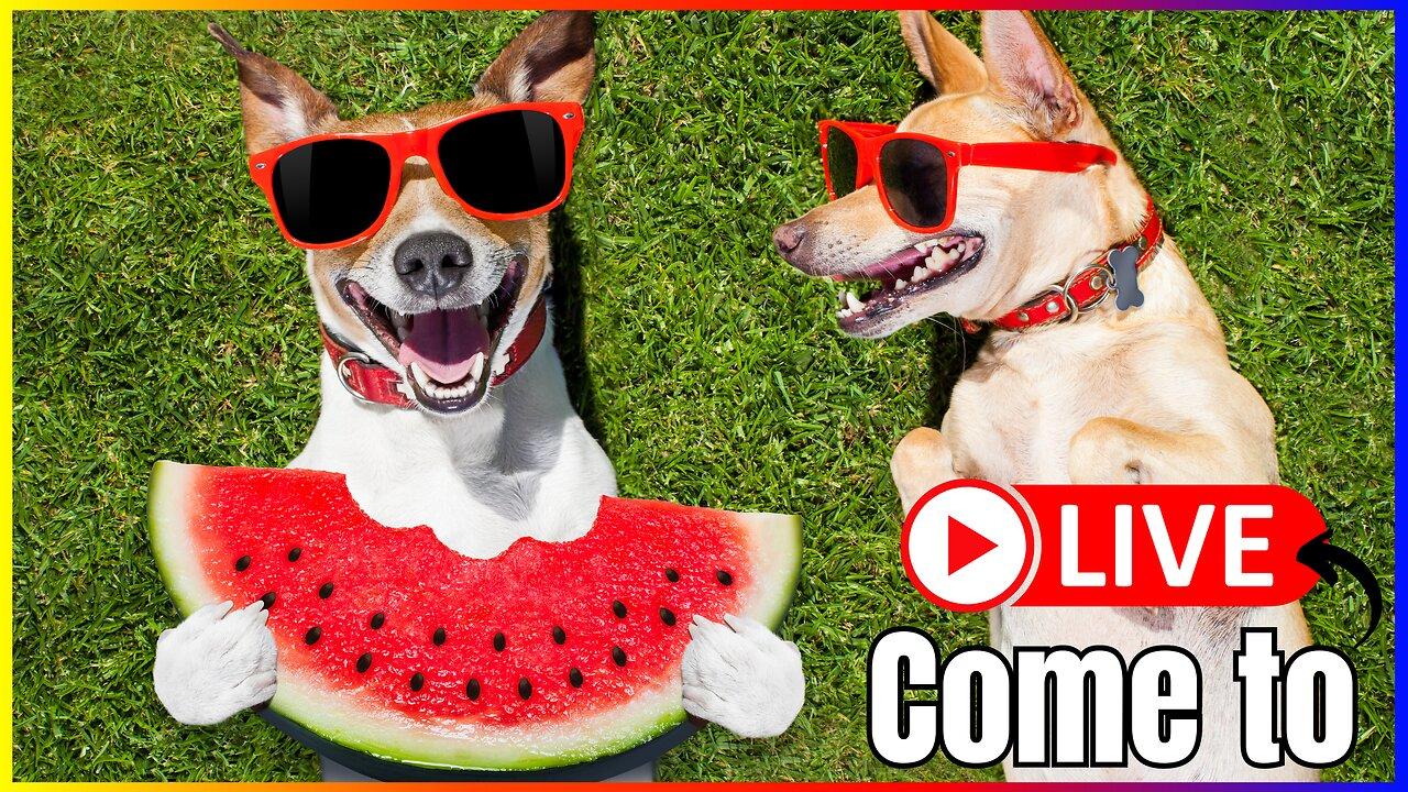 🔴 Live Dogs Life 🐶 TV For Dog - Music Dogs - One News Page VIDEO