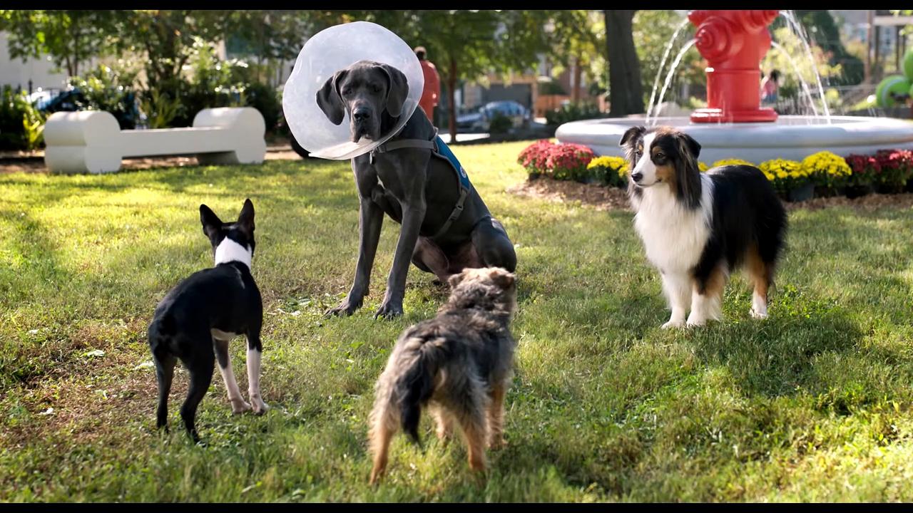 Strays Movie Clip - Bug and Reggie at the Park - One News Page VIDEO