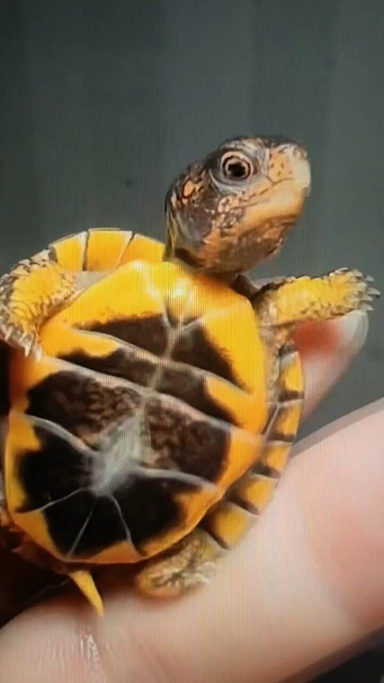 Nice golden tortoises as a good old pet? - One News Page VIDEO