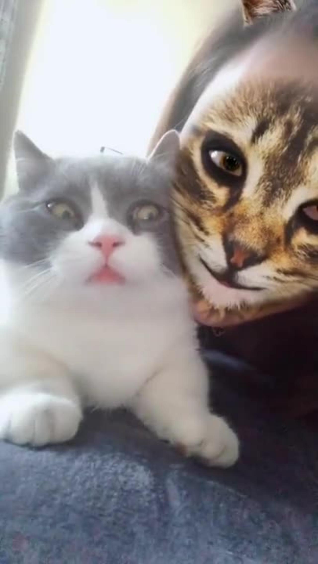 Funny cute cat videos - One News Page VIDEO