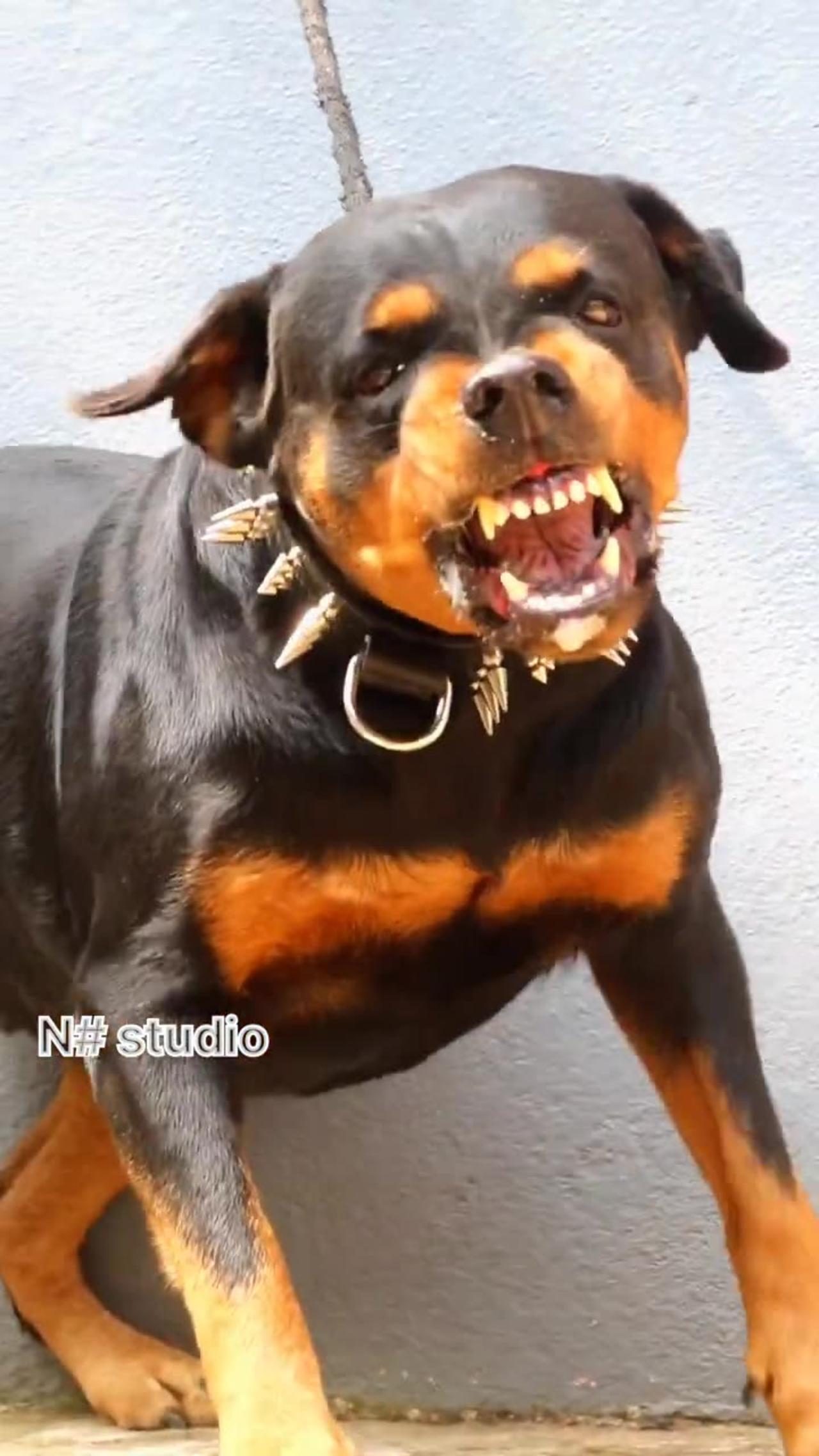 Angry dogs with girl,American girls vs dogs - One News Page VIDEO