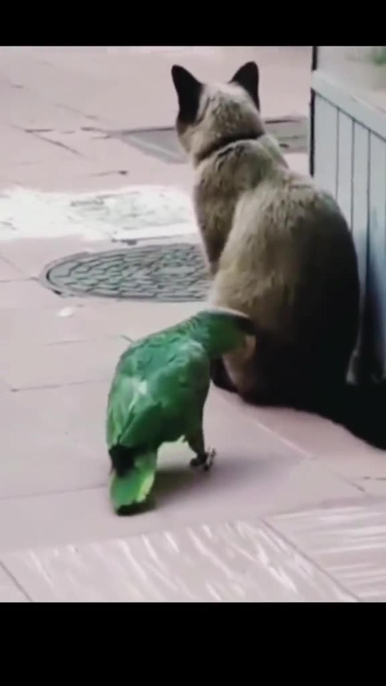 Cute Cats Video Compilation 23 One News Page Video
