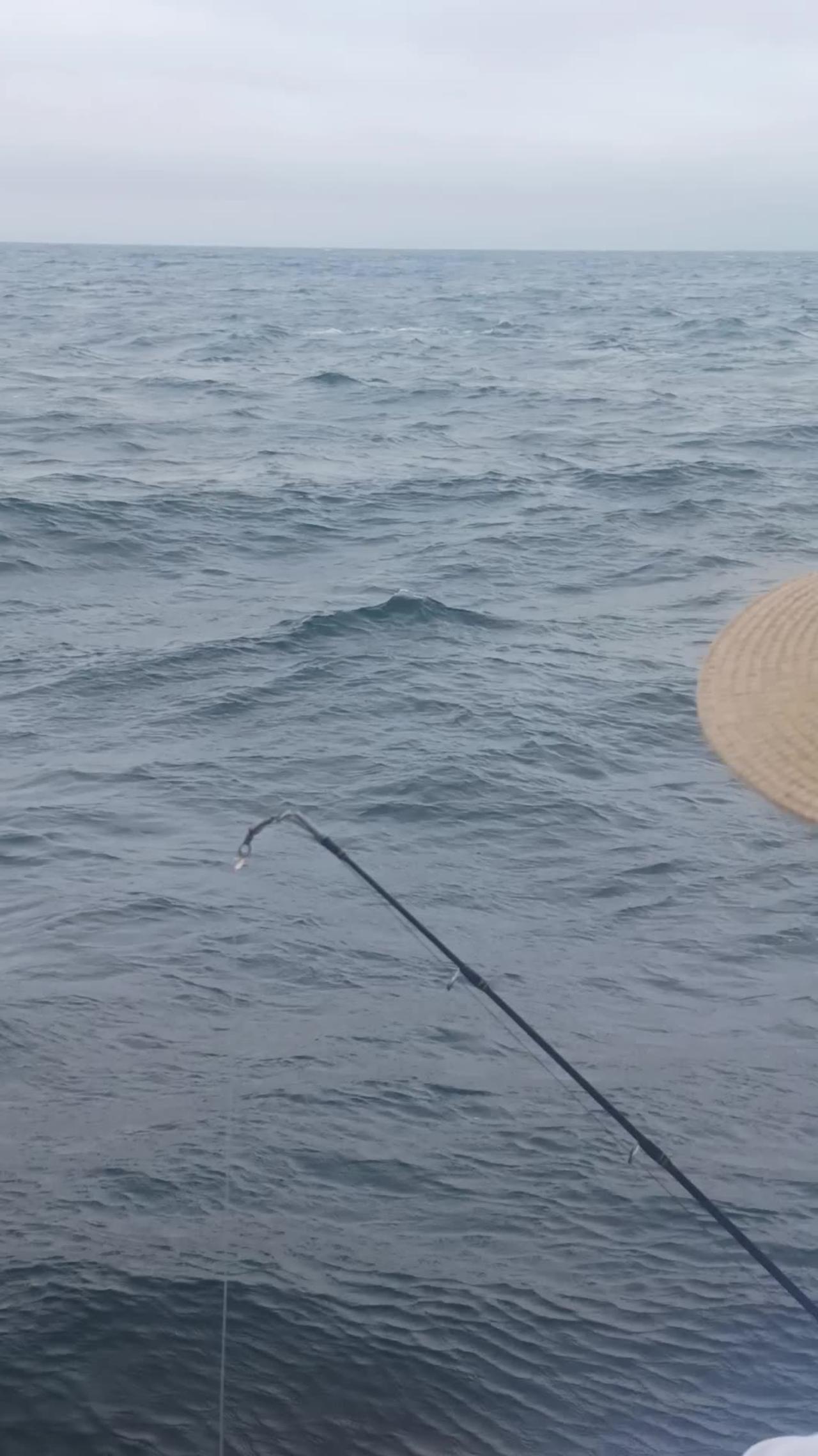 Humpback whale - One News Page VIDEO