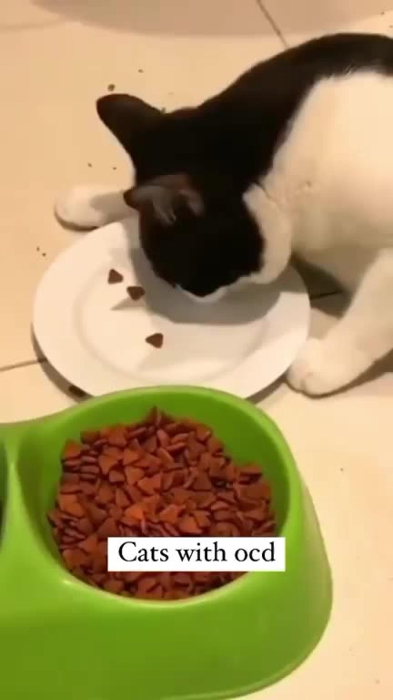 FUNNY CATS WITH OCD - One News Page VIDEO