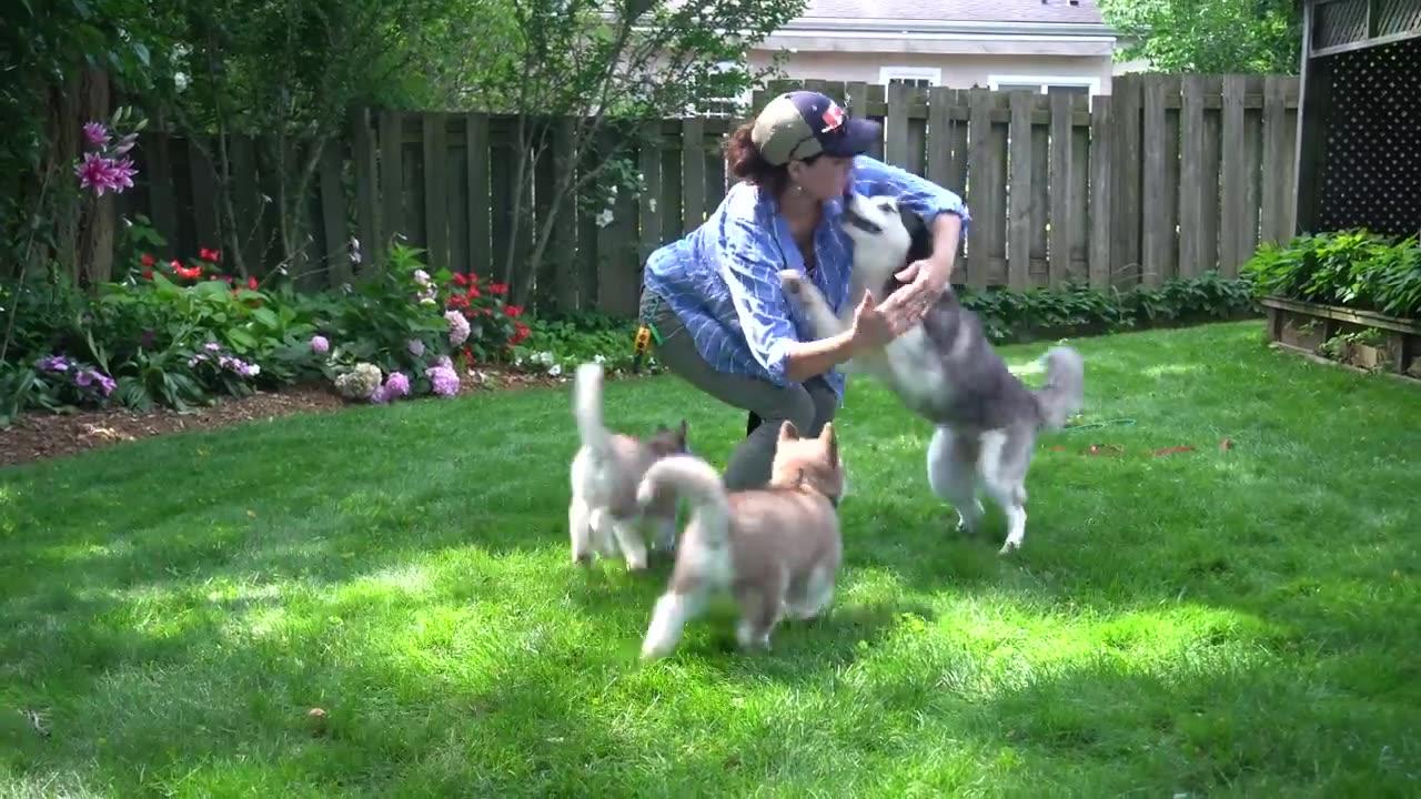 Attempting to bathe a litter of Husky puppies! - One News Page VIDEO