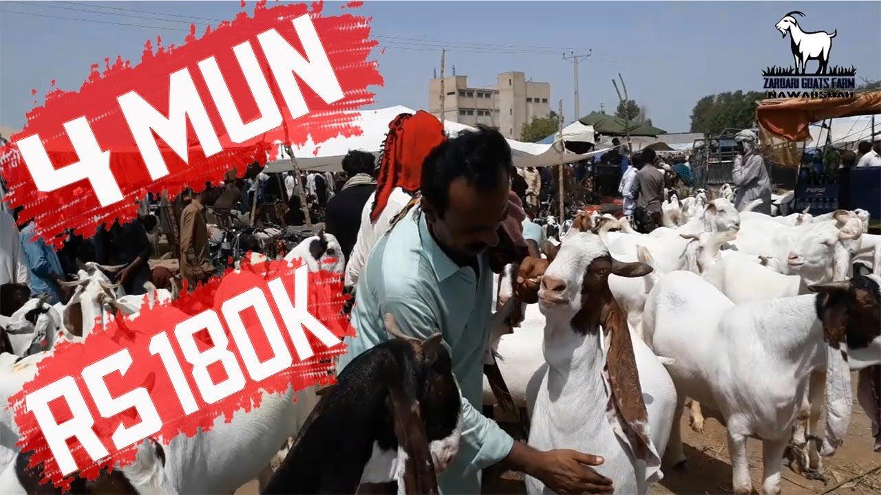 Daur Bakra Mandi Price Update 2021 - One News Page VIDEO