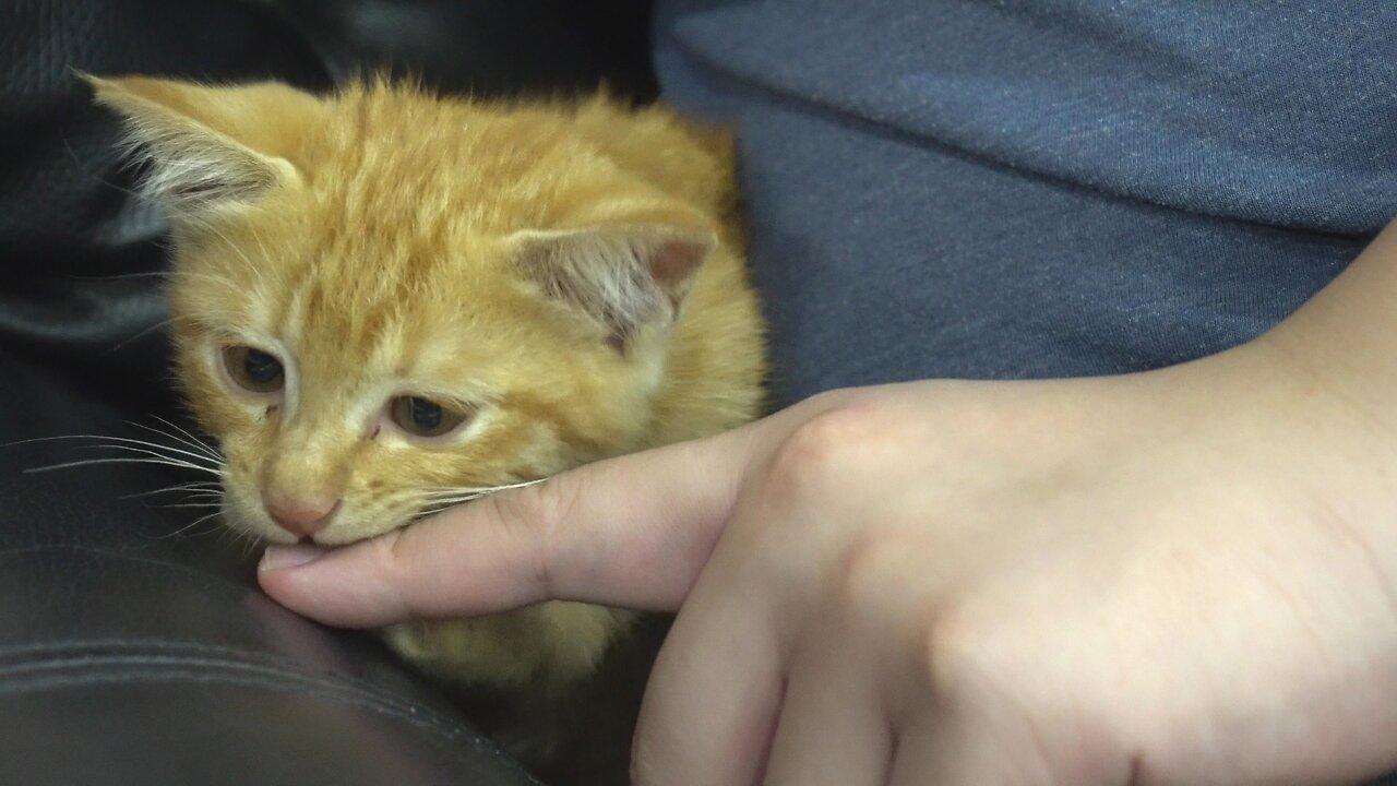 A very cute cat #157 - One News Page VIDEO