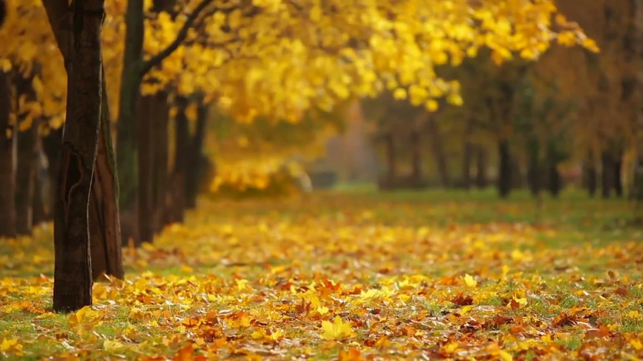 Autumn Aura Royalty-Free Fall Nature Stock - One News Page VIDEO