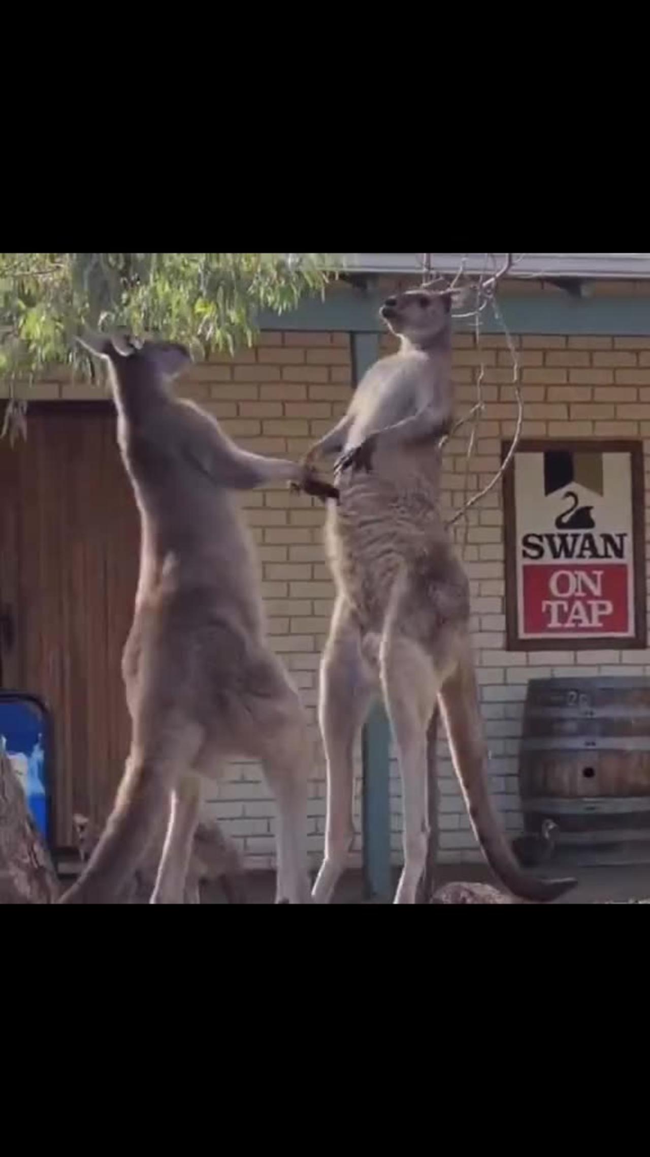 Funny animal video/ kangaru fighting each other - One News Page VIDEO