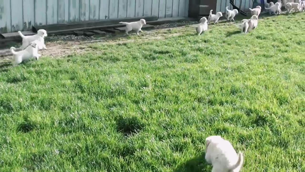 Cutest dogs 🐕🐕 - One News Page VIDEO
