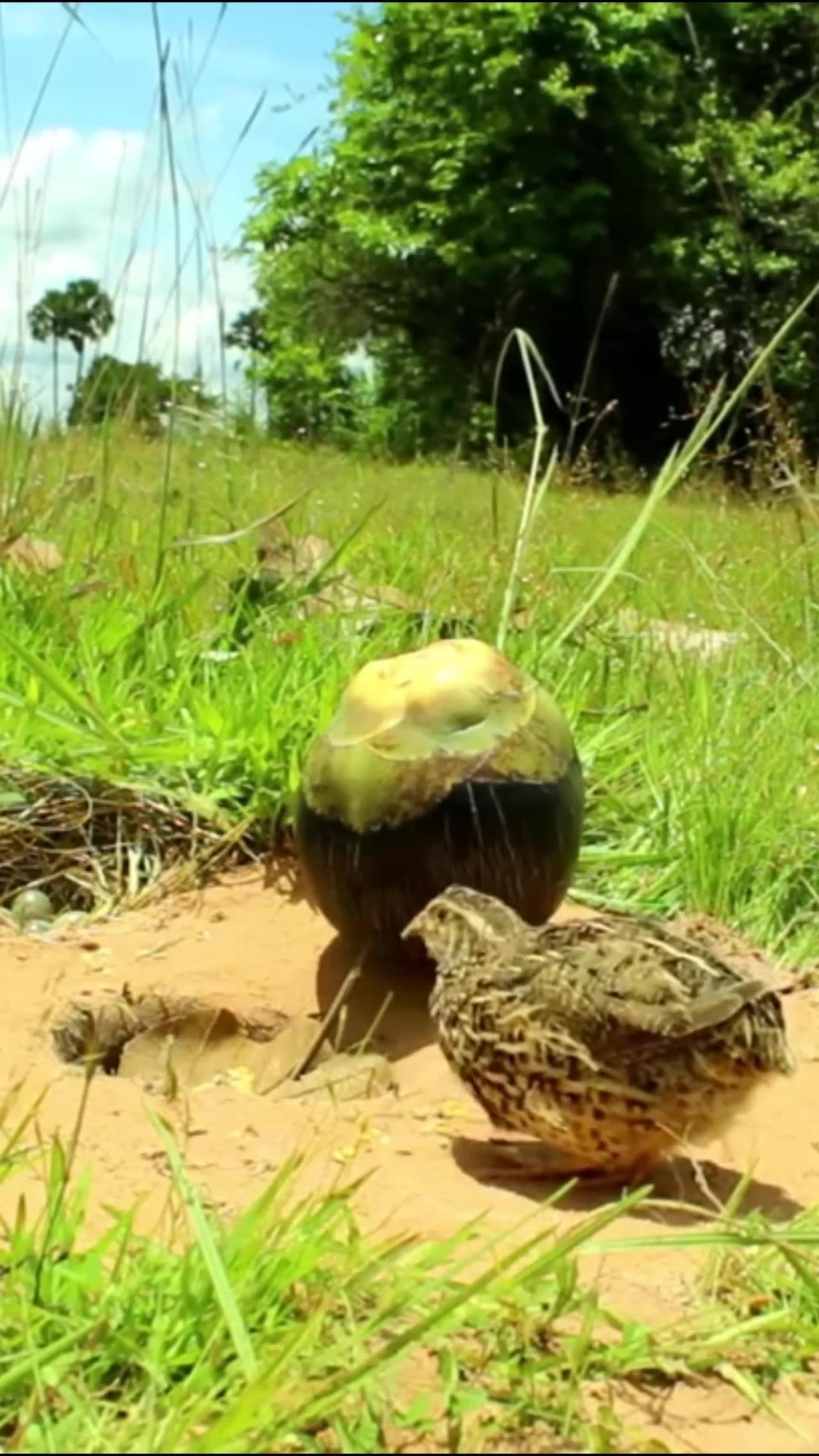 Amazing Unique Bird Trap Quell// Birds #short - One News Page VIDEO