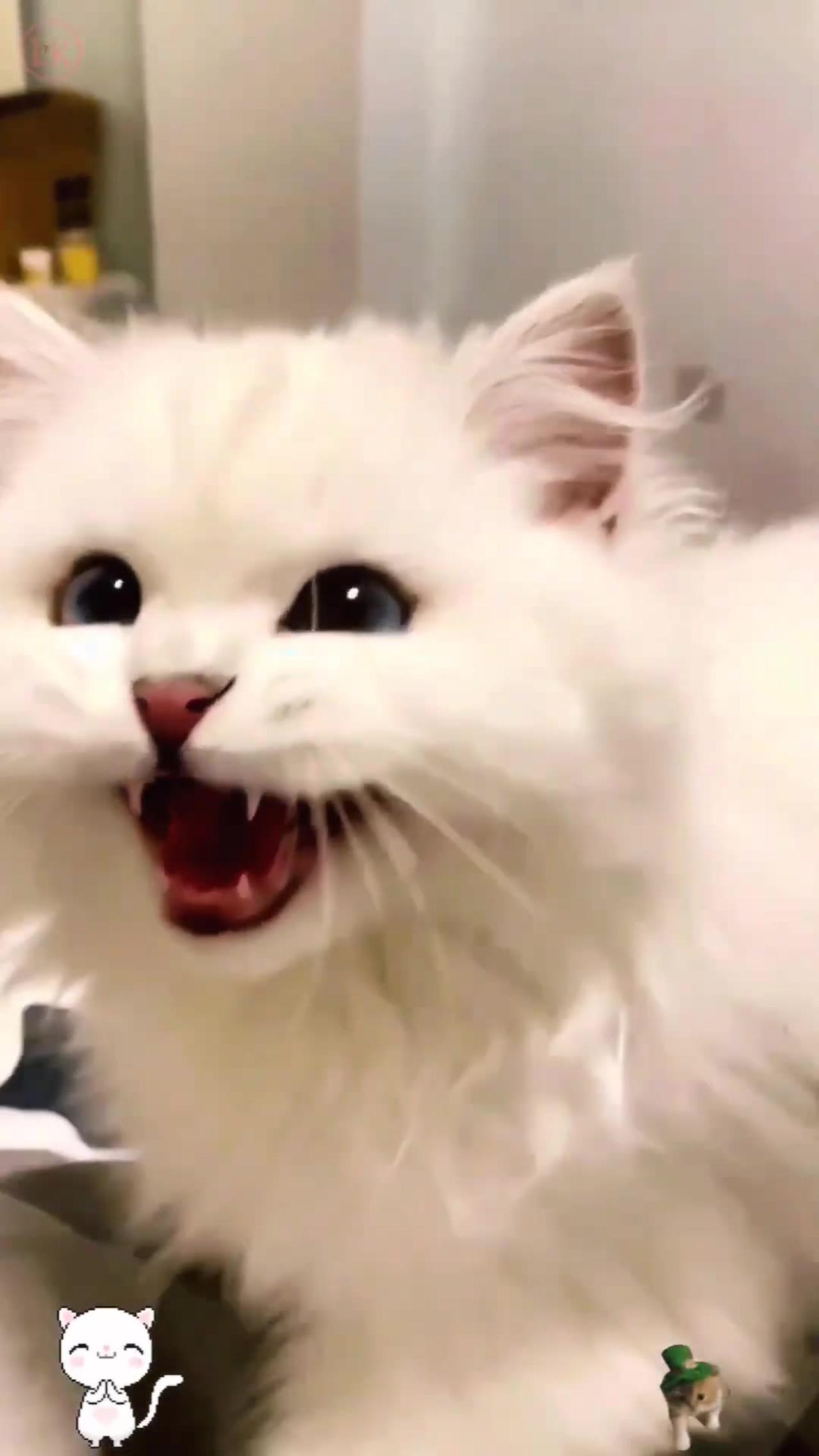 Cute Cato meow sound 😻 ️ #shorts #meow - One News Page VIDEO