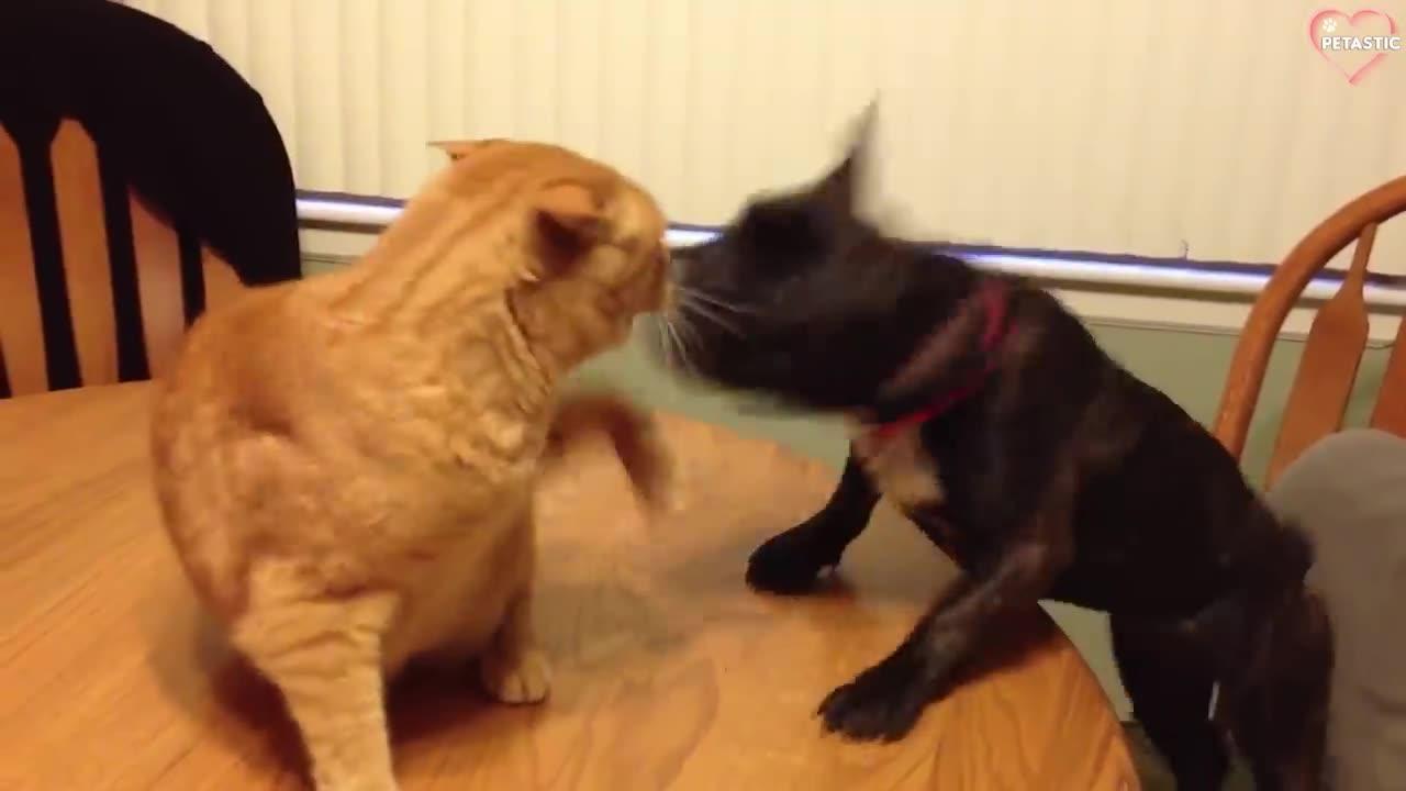 Cats vs Dogs Fighting - Funny Cats and Dogs - One News Page VIDEO