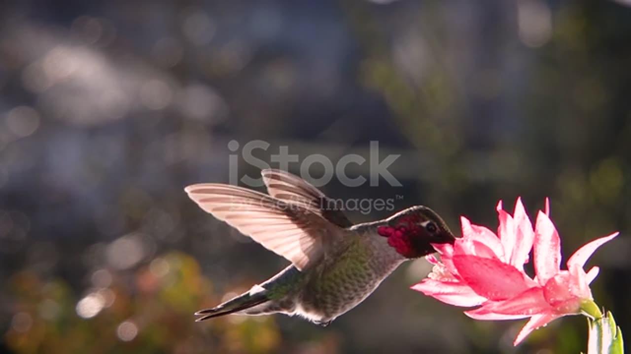 Hummingbird hovering in backlighting sunlight, - One News Page VIDEO