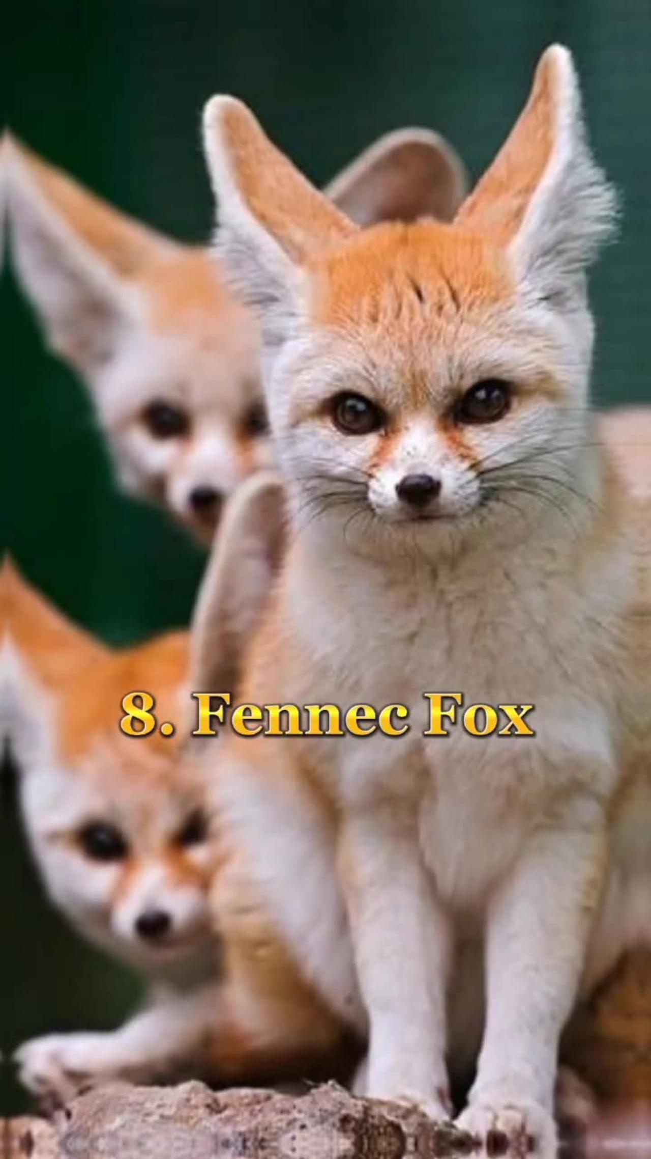 Top 10 Most Cutest Animals In The World 🥰 - One News Page VIDEO