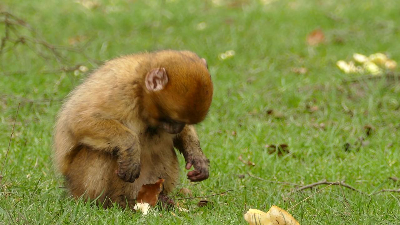 Hilarious Monkey Shenanigans Caught on - One News Page VIDEO