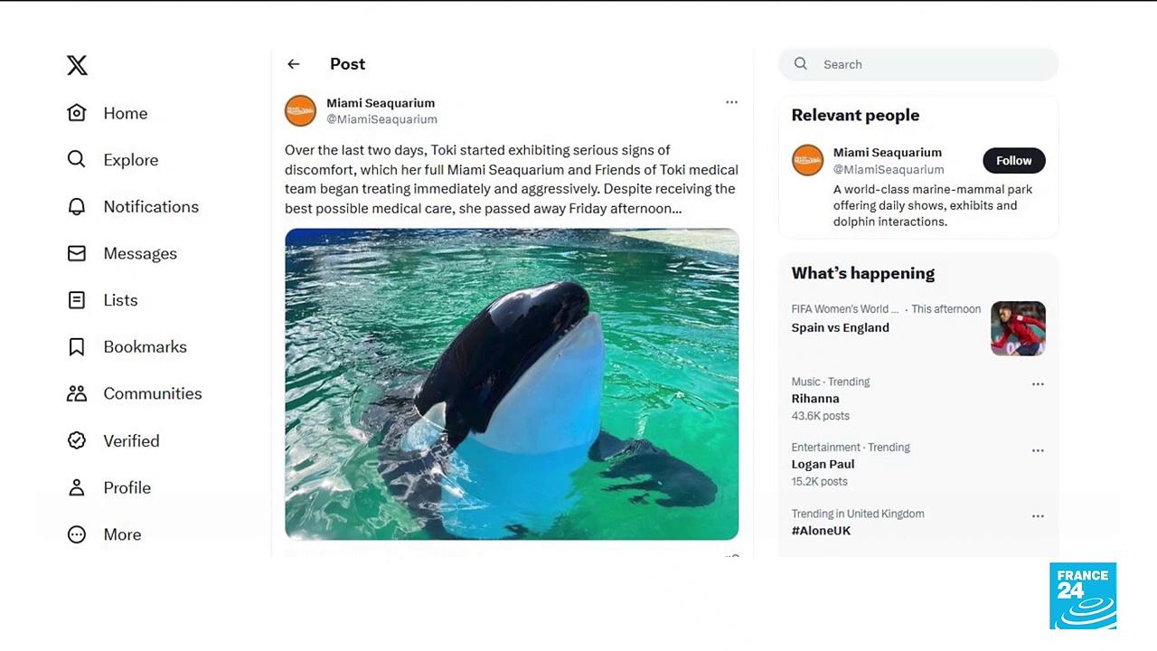 Lolita the orca dies at Miami Seaquarium after - One News Page VIDEO