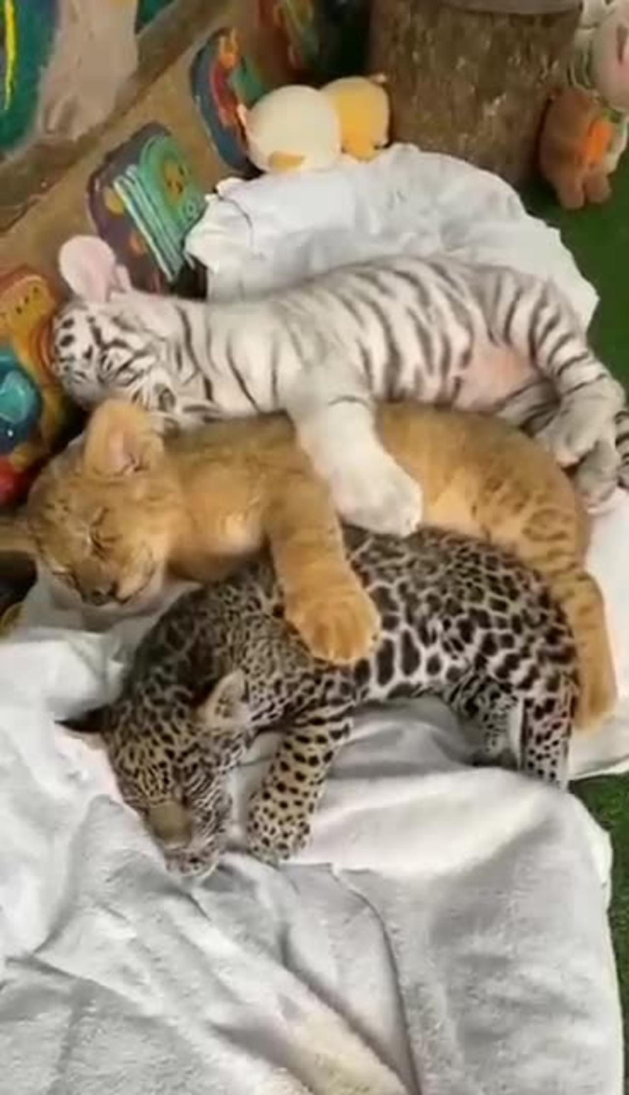 Big Cat Family🐱 / Adeeladii / - One News Page VIDEO