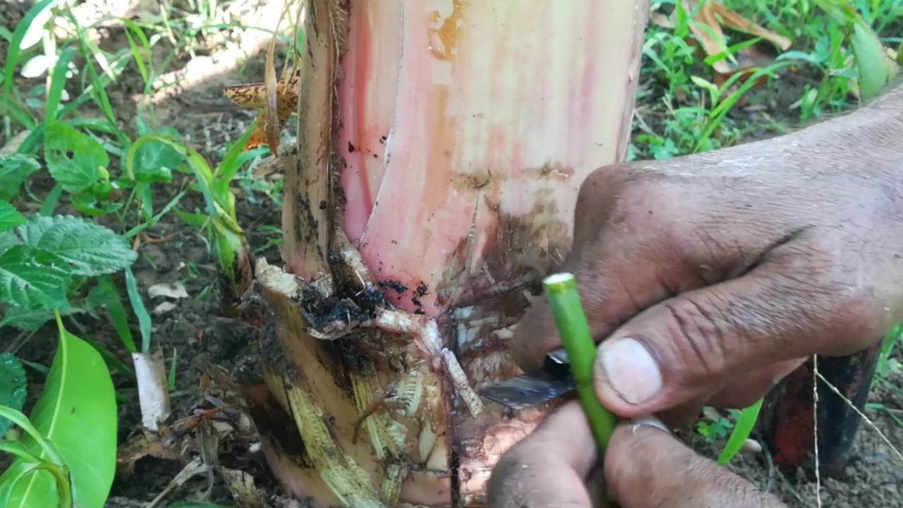 How to Grow Mangoes on Banana Tree | LEARN THE - One News Page VIDEO