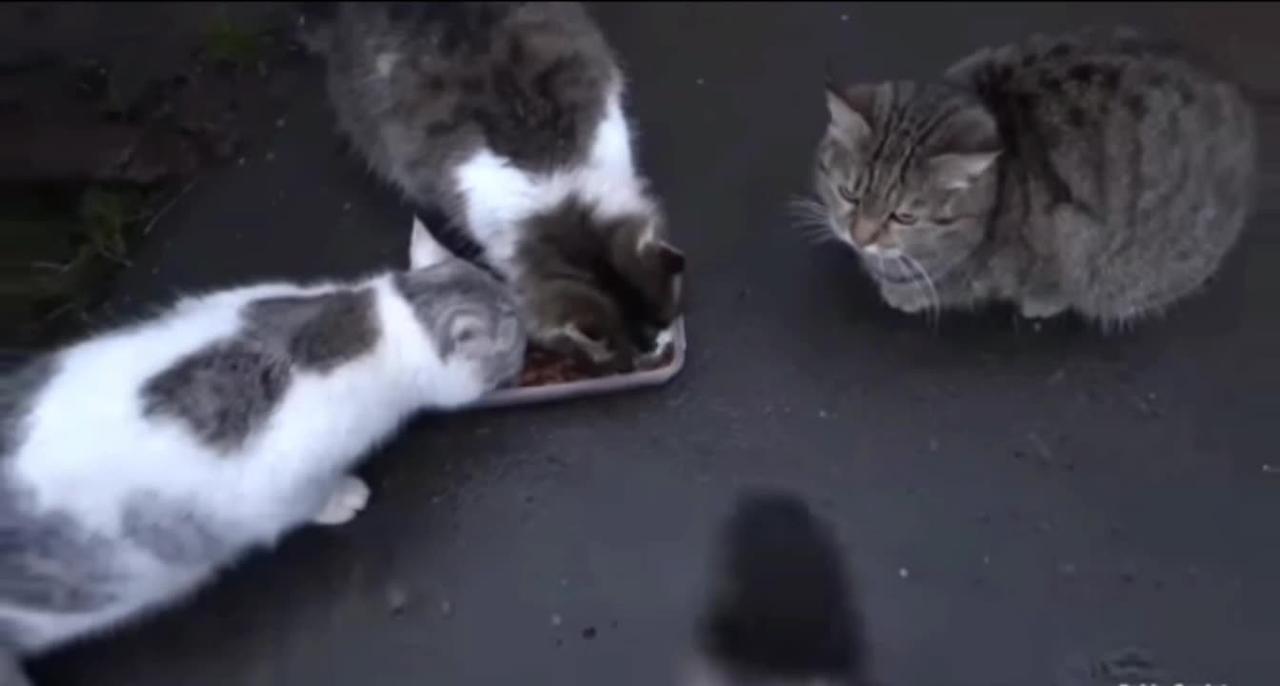 Cute cat is saying something to me....... - One News Page VIDEO