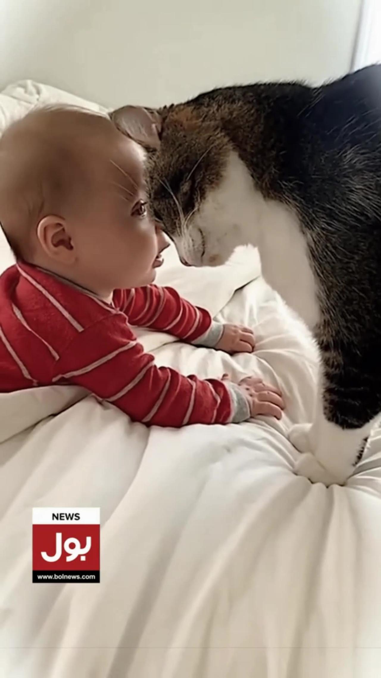 Cat Funny Play with Baby boy Amazing Video - One News Page VIDEO