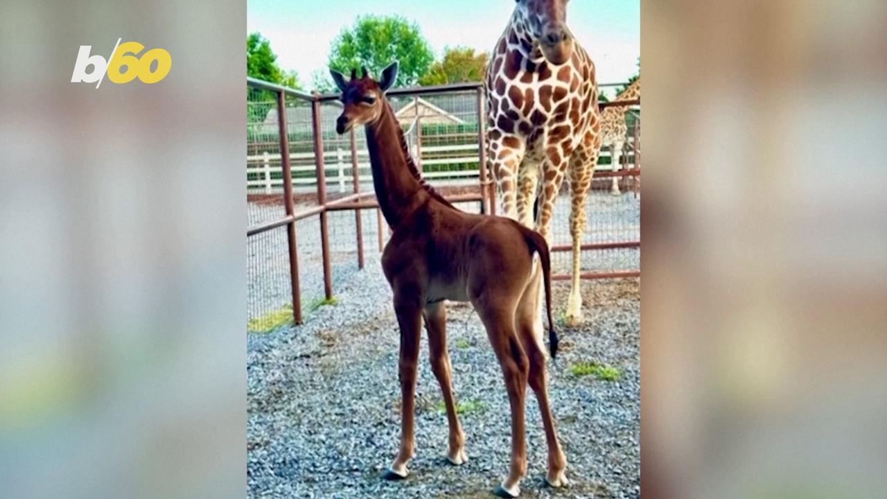 Amazing Rare Giraffe Born With No Spots at - One News Page VIDEO