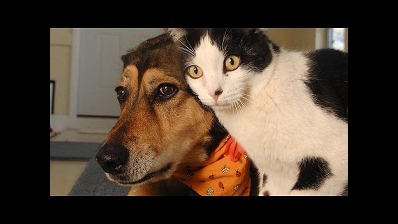 Funniest Animal Videos-Best Funny Dogs And Cats - One News Page VIDEO