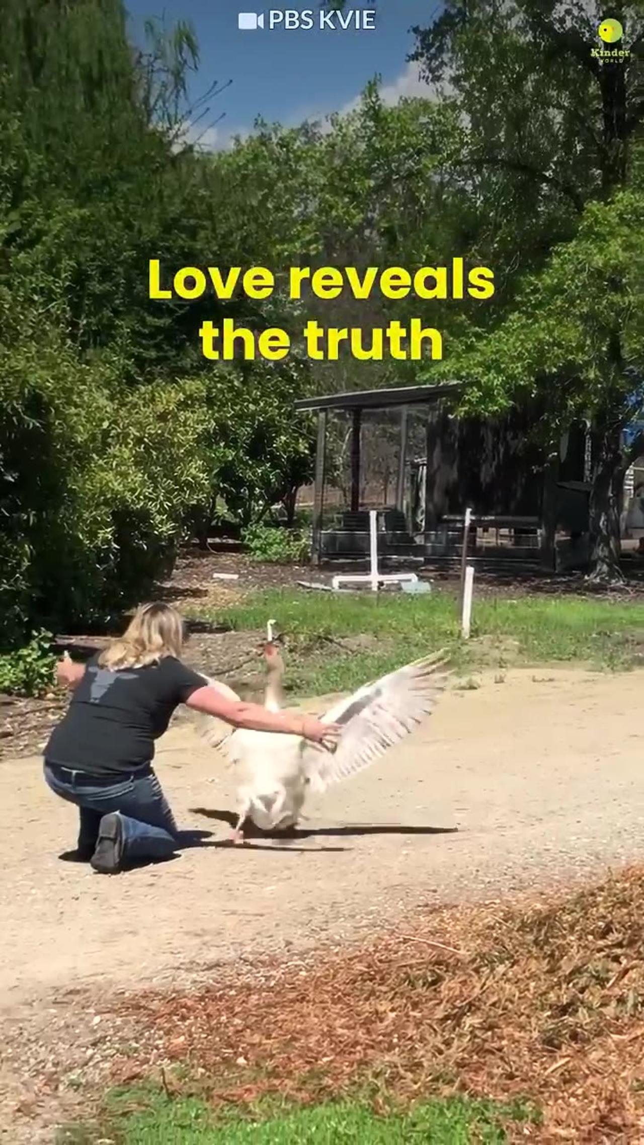 share laughter with your beloved big, funny dog. - One News Page VIDEO