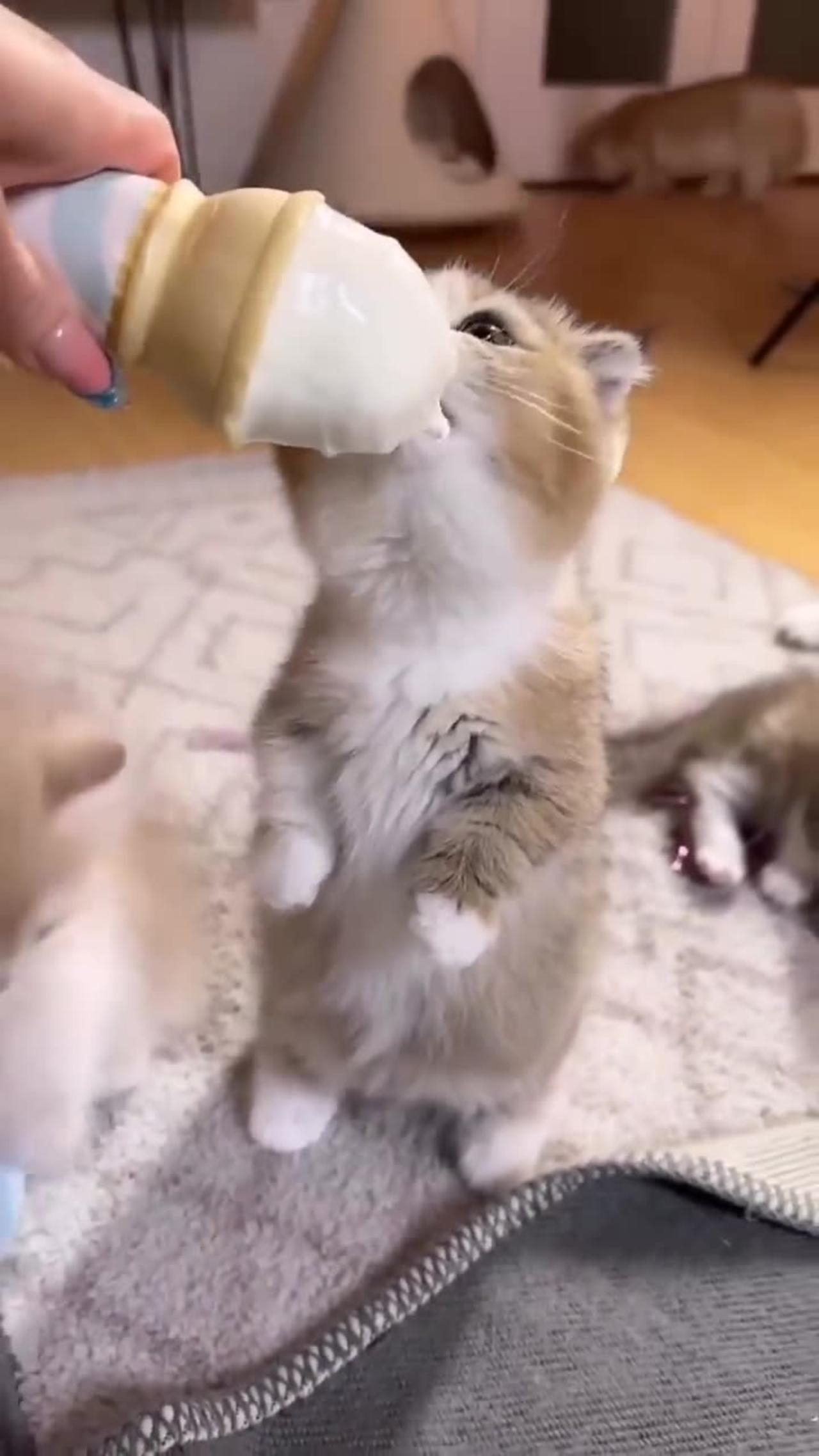 funny and cute cat - One News Page VIDEO