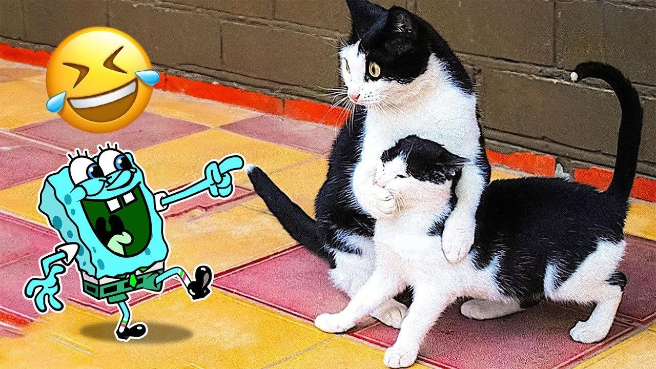 Funny Animal Videos 2023- Funniest Cats and Dogs - One News Page VIDEO