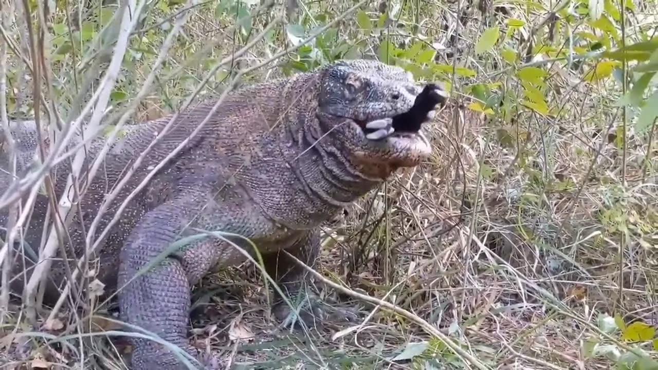 Bid lizat attack on goat and eat it 🥵😈😈 - One News Page VIDEO